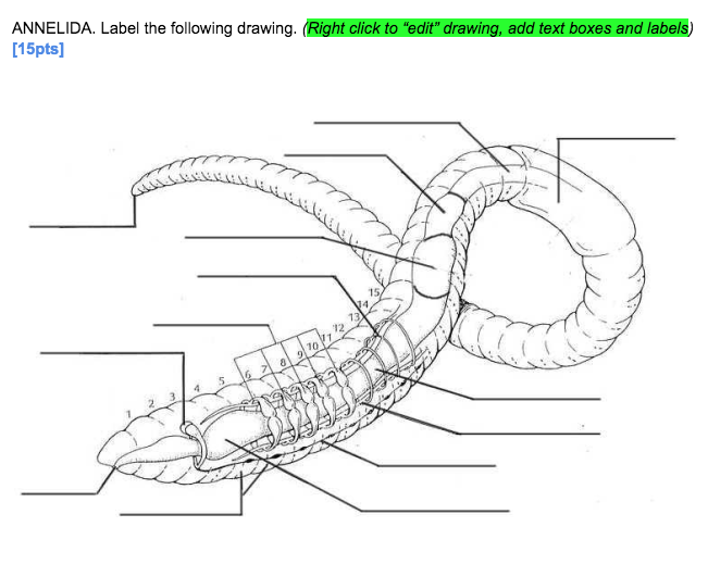 Solved ANNELIDA. Label the following drawing. (Right click | Chegg.com