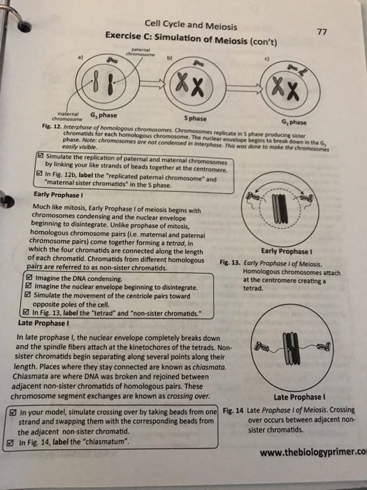 Solved Cell Cycle and Meiosis Exercise C: Simulation of | Chegg.com