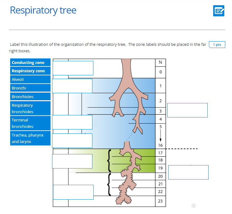 Solved Exchanging gases between the lungs and the blood. | Chegg.com