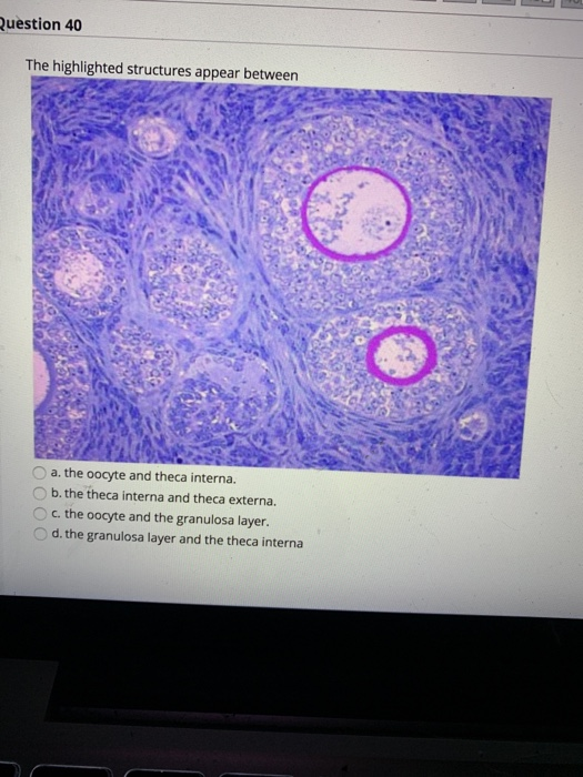 Solved Question 40 The highlighted structures appear between | Chegg.com