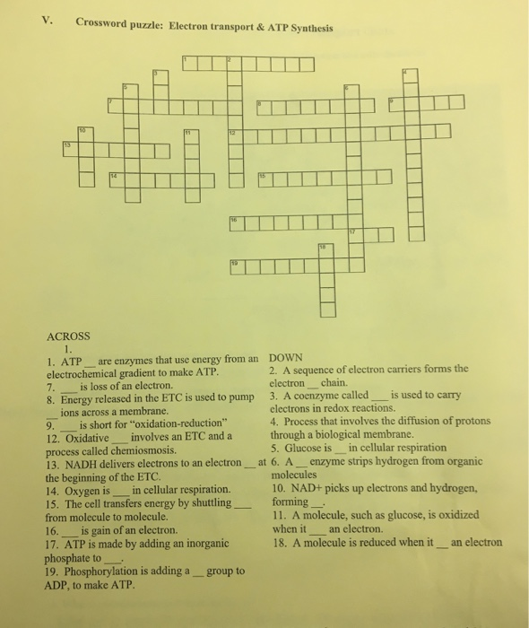 Cellular Respiration Crossword Puzzle
