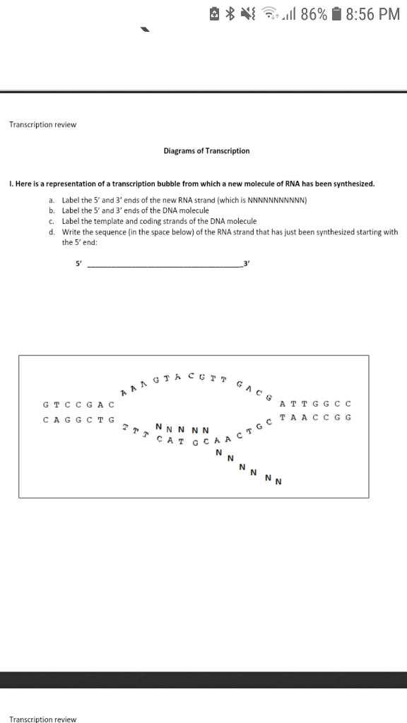 Solved * N l 86% 1 8:56 PM Transcription review Diagrams of | Chegg.com
