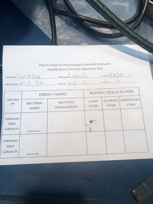 Report Sheet for Morphological Bacterial Unknown | Chegg.com