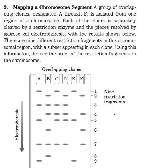 Solved 9. Mapping a Chromosome Segment A group of overlap- | Chegg.com