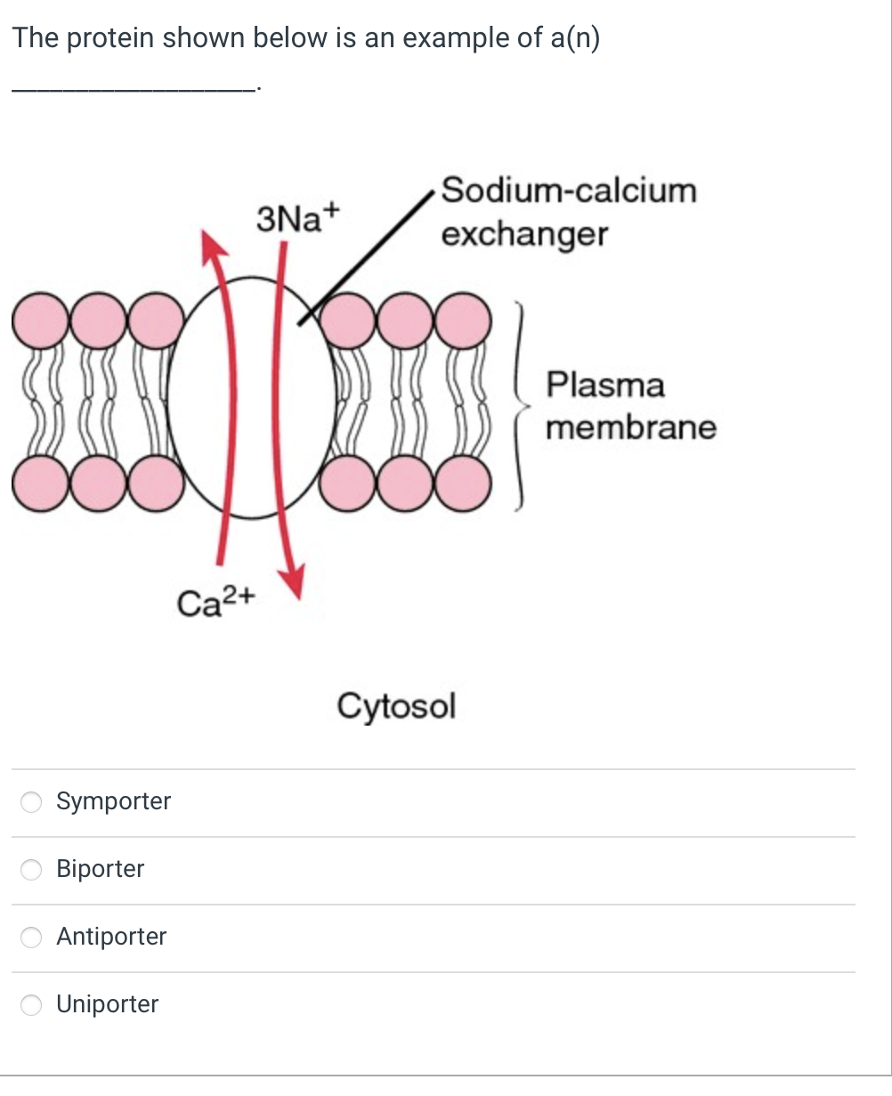 Solved The protein shown below is an example of a(n) 3Na+ | Chegg.com