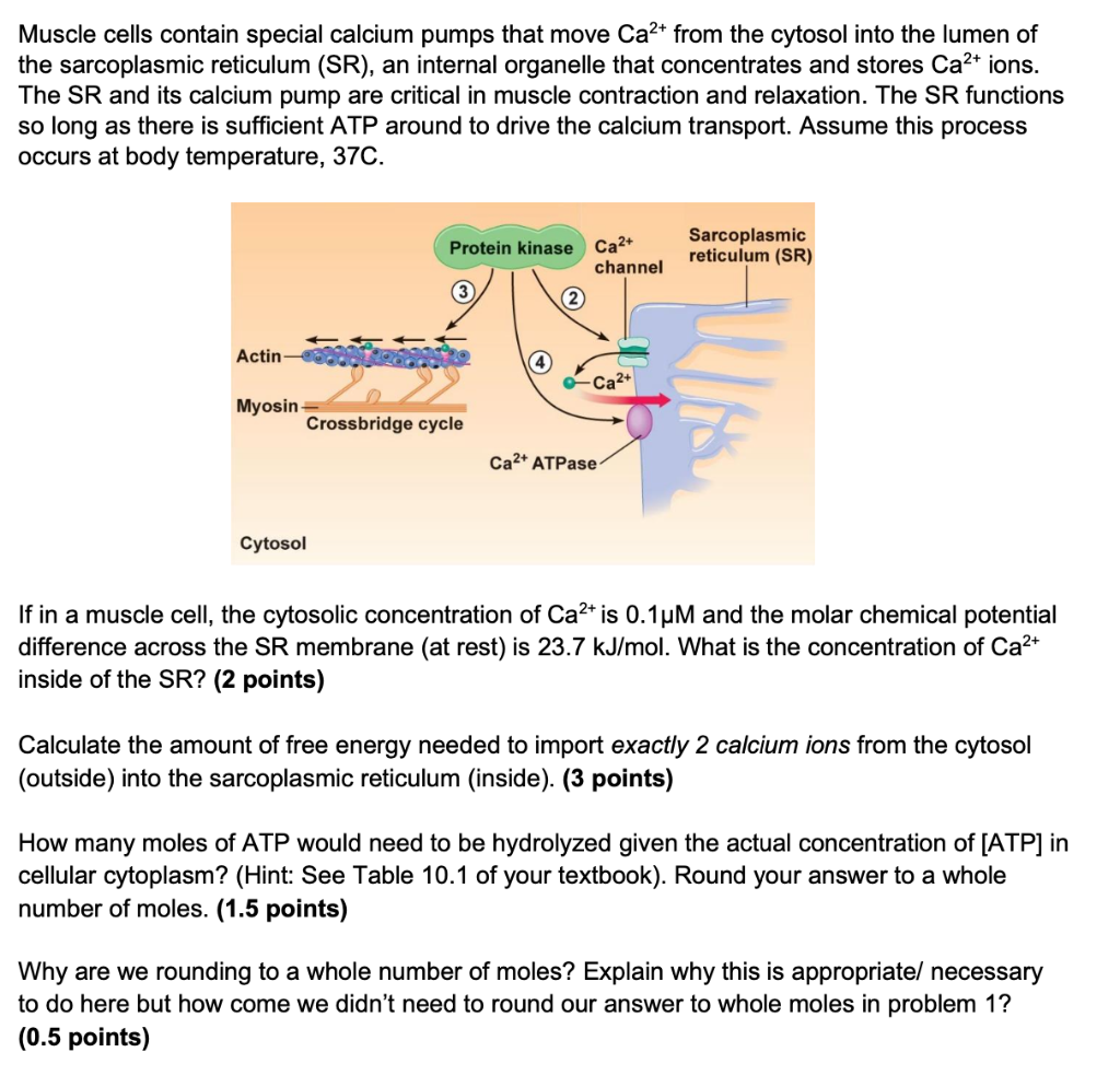Muscle cells contain special calcium pumps that move | Chegg.com