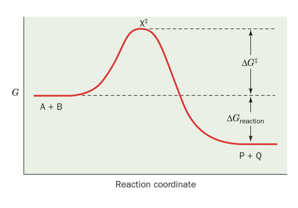 Solved On a transition state diagram label the following, | Chegg.com