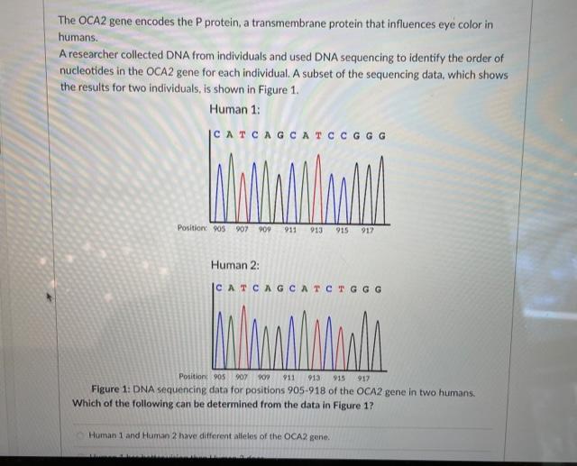 Solved The OCA2 gene encodes the protein, a transmembrane | Chegg.com