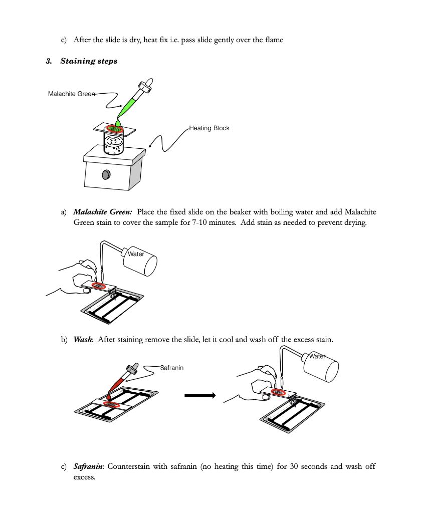 Spore Stain Procedure