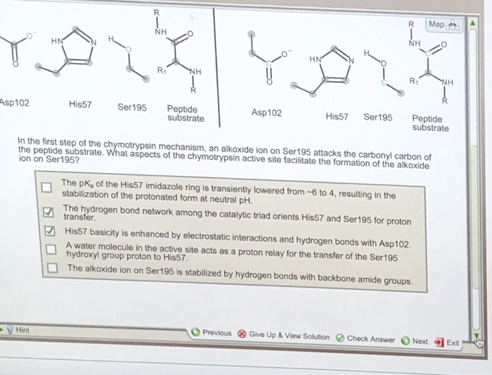 Solved Map NH0 R1 R1 Asp102 His57 Ser195Peptide Asp102 His57 | Chegg.com