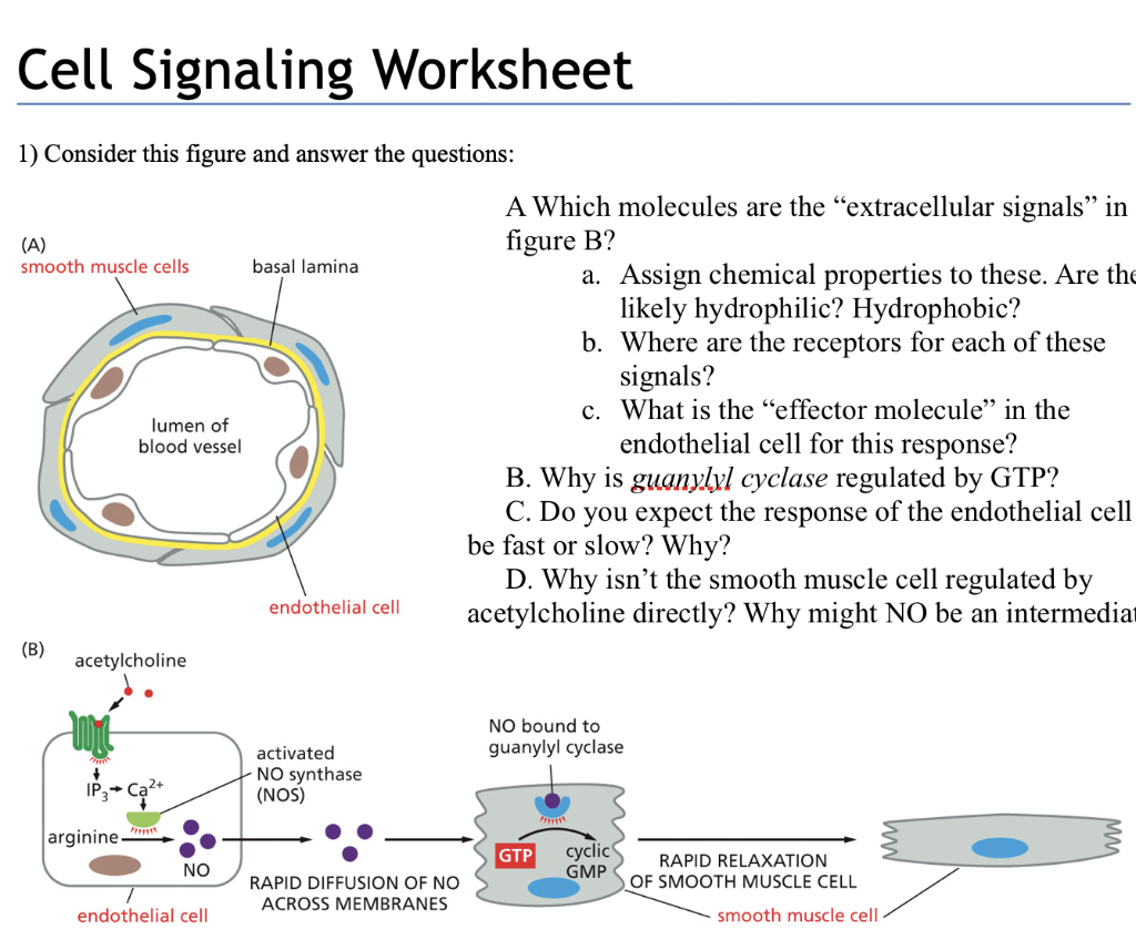 Solved Cell Signaling Worksheet 1) Consider this figure and | Chegg.com