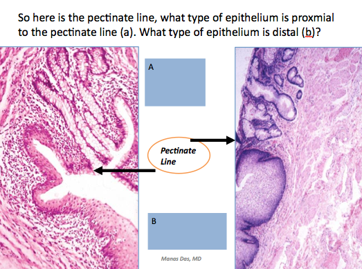 Pectinate Line Histology