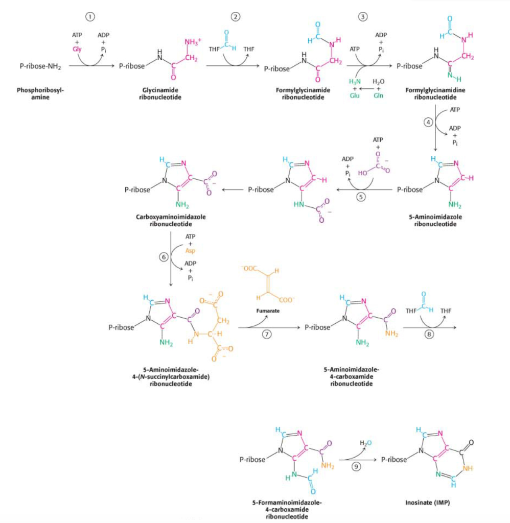 Solved Process is nucleotide biosynthesis pathway (above). | Chegg.com