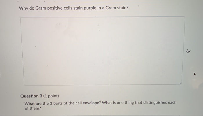 Solved Why do Gram positive cells stain purple in a Gram | Chegg.com