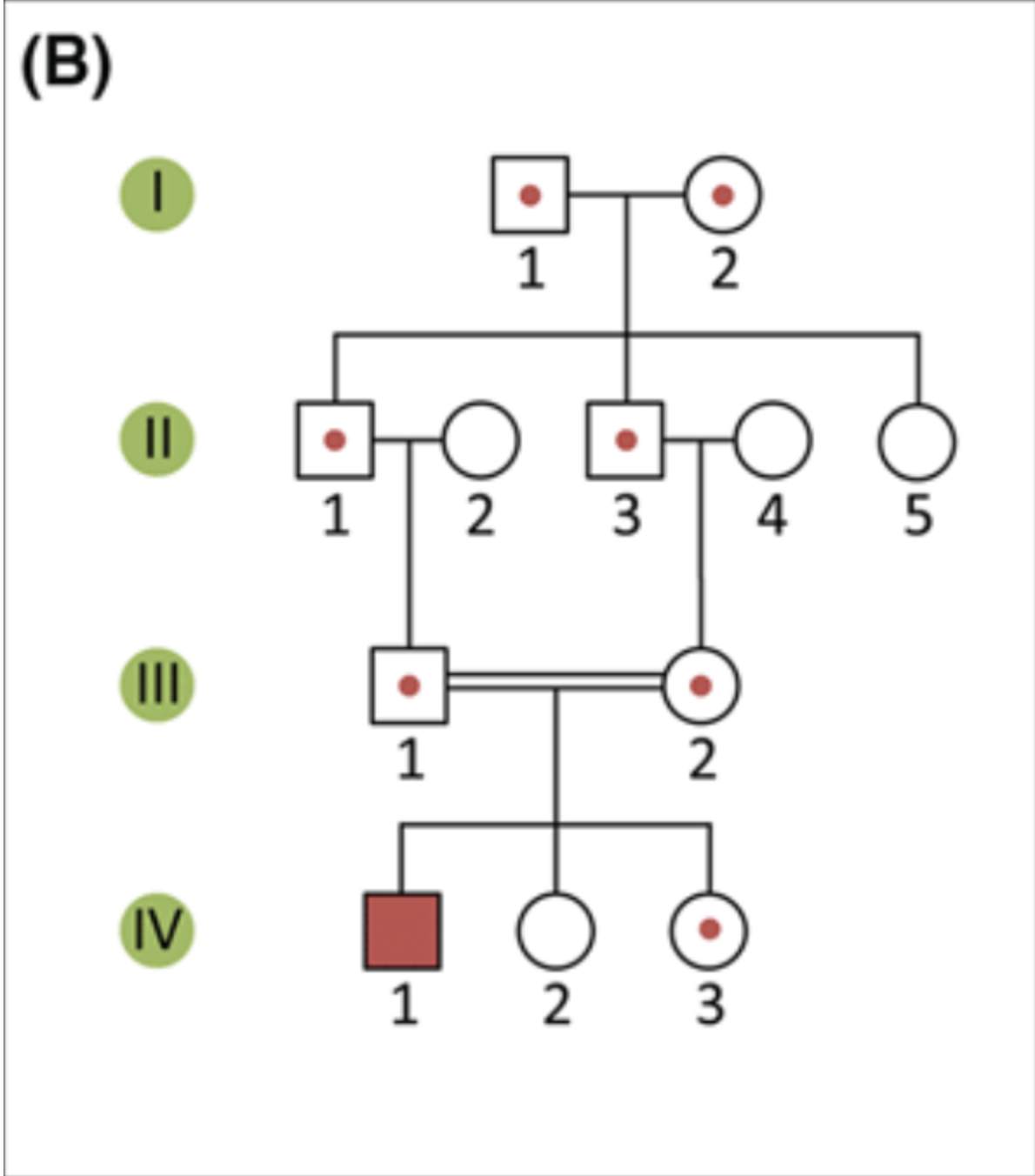 Solved The following pedigree shows the inheritance | Chegg.com