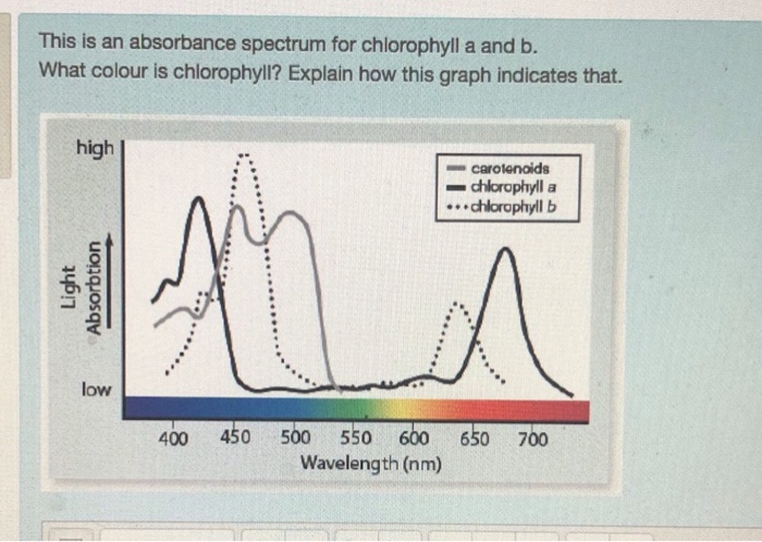 Solved This is an absorbance spectrum for chlorophyll a and | Chegg.com