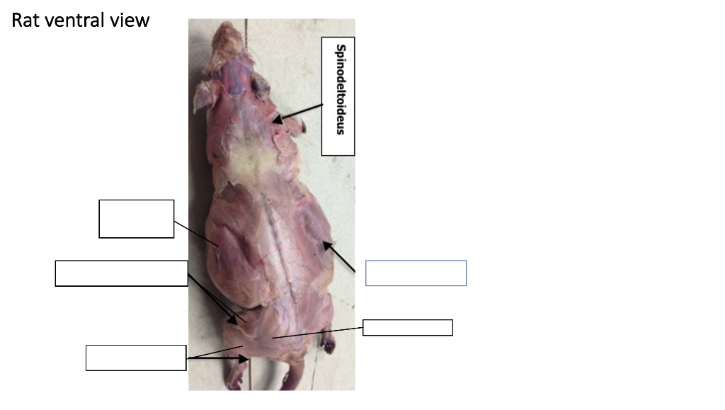 Solved Rat ventral view Spinodeltoideus | Chegg.com