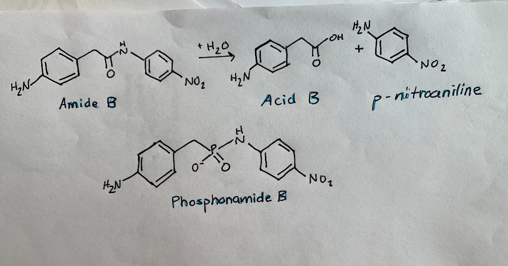 Solved Hydrolysis of Amide B occurs very slowly in water. An | Chegg.com