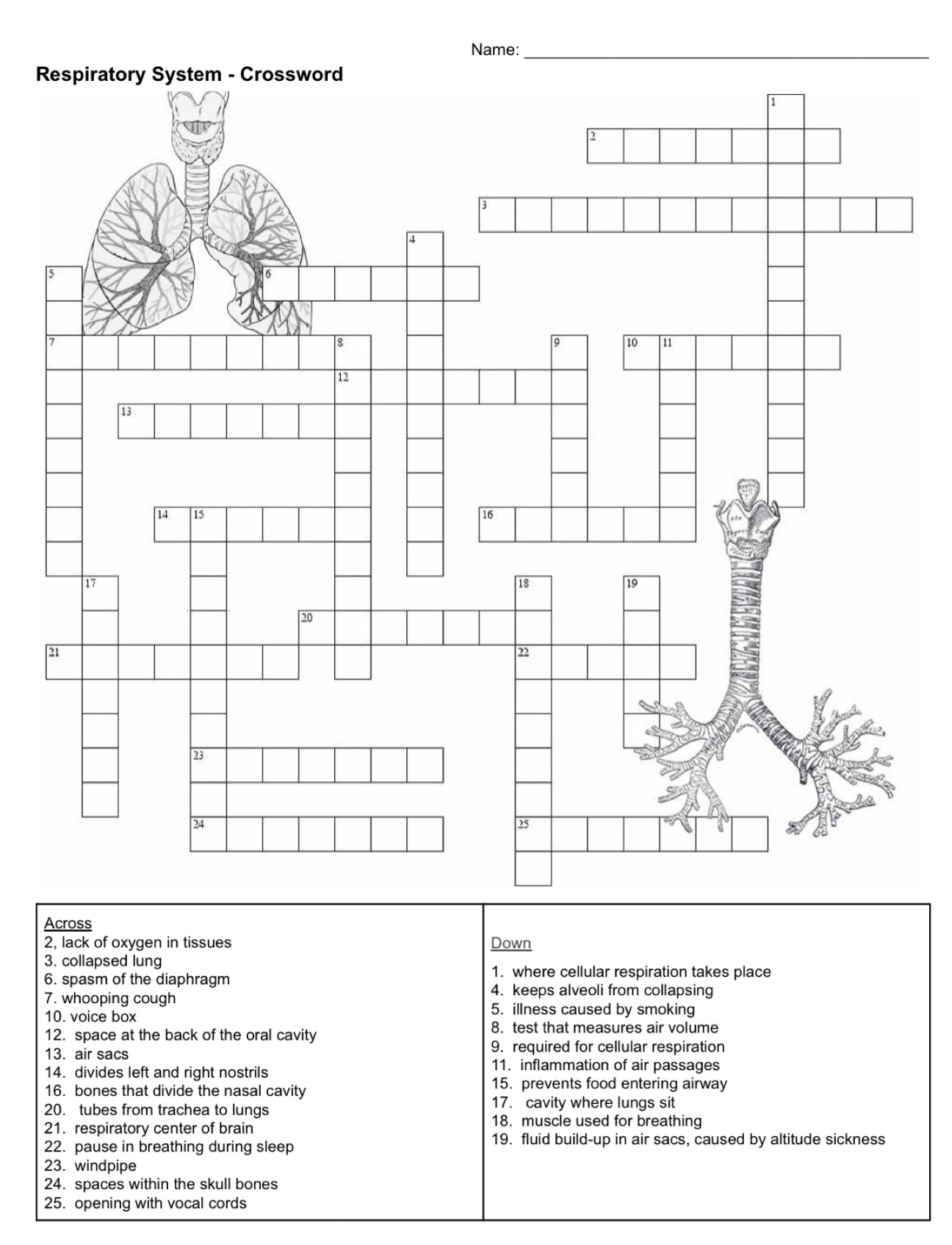 Solved Name: Respiratory System - Crossword | Chegg.com