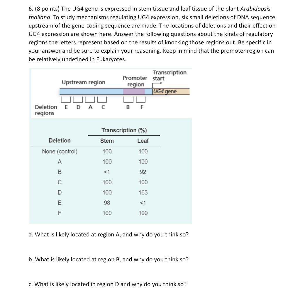 Solved 6. (8 points) The UG4 gene is expressed in stem | Chegg.com