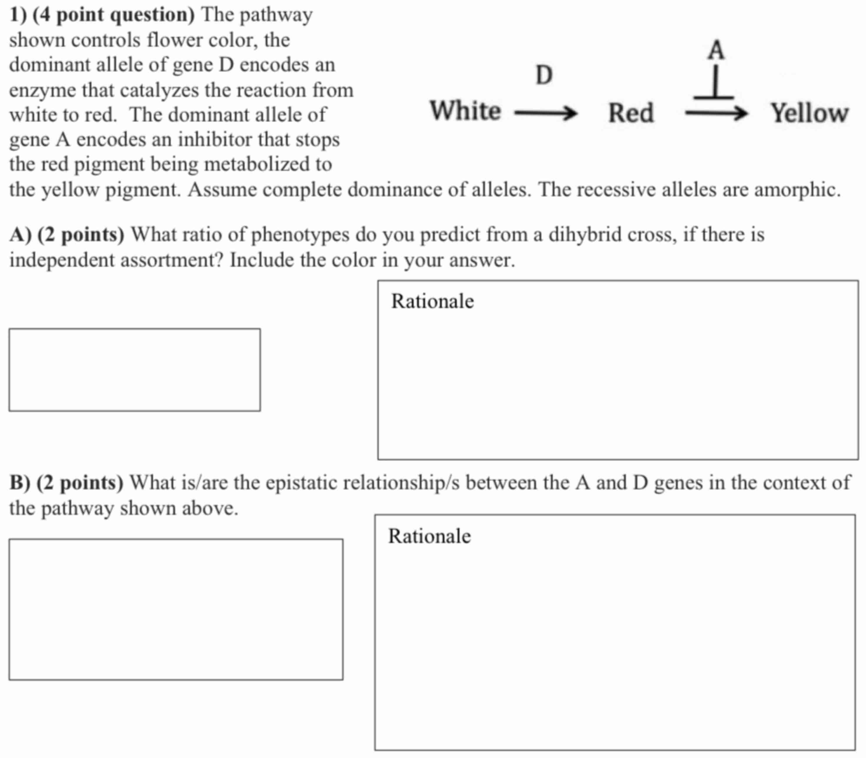 Solved The pathway shown controls flower color, the dominant | Chegg.com