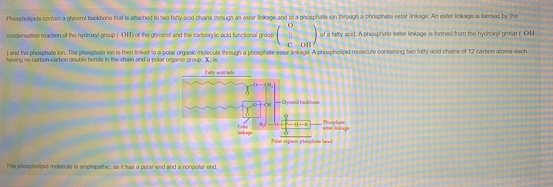 Solved A certain phospholipid molecule contains two fatty | Chegg.com