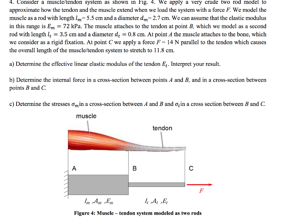Solved 4. Consider a muscle/tendon system as shown in Fig. | Chegg.com