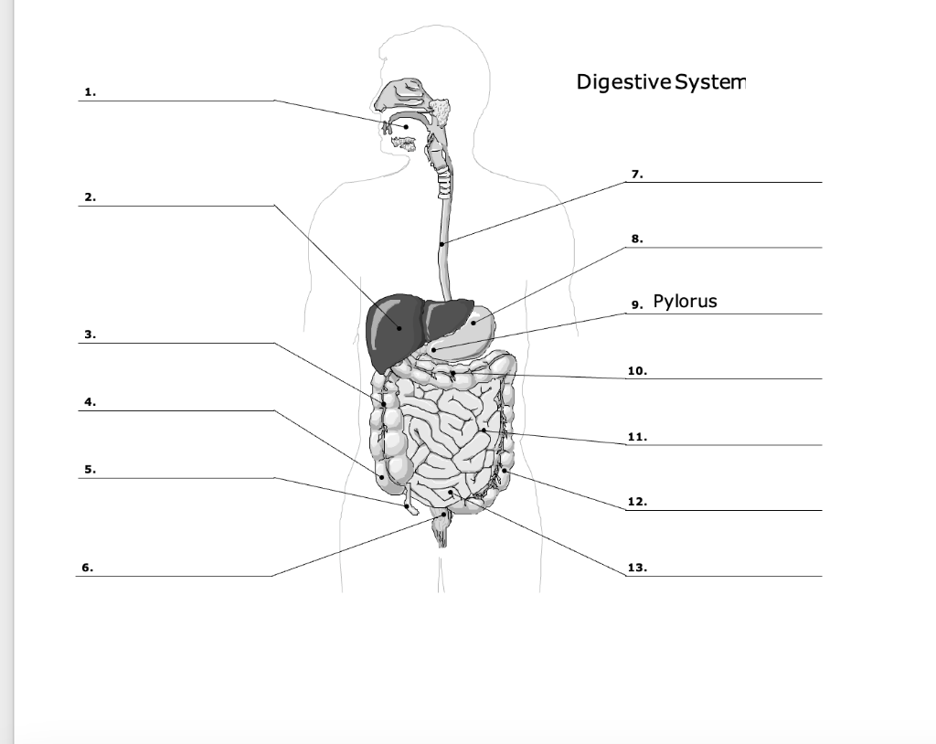 Solved 1 Digestive System 7 2 8 9 Pylorus 3 10 4 11 Chegg