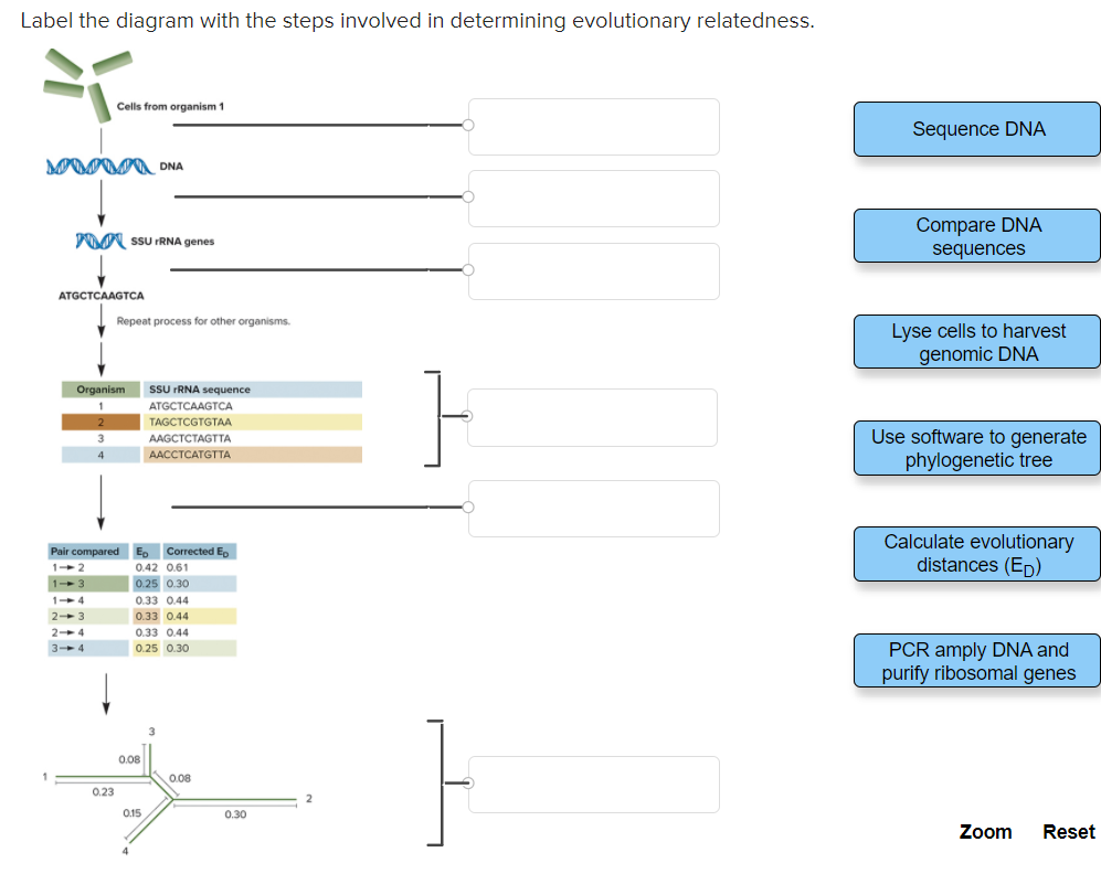 Solved Label the diagram with the steps involved in | Chegg.com