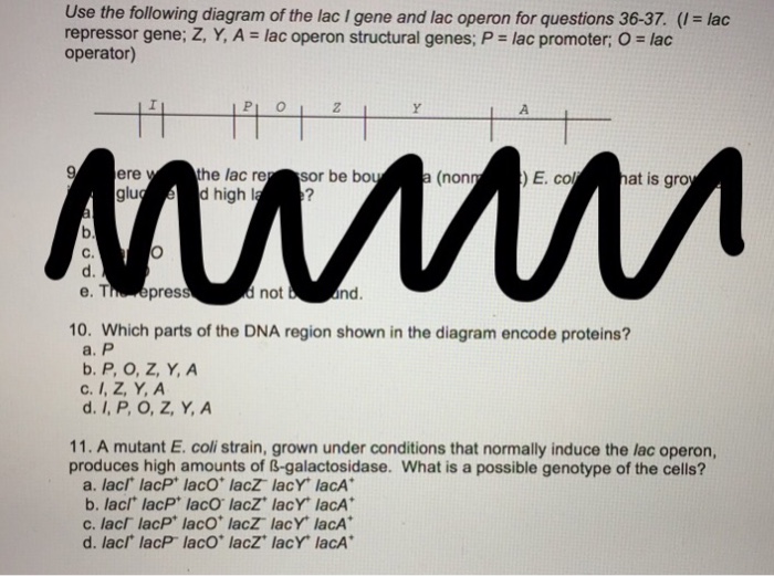 Solved Use the following diagram of the lac I gene and lac | Chegg.com