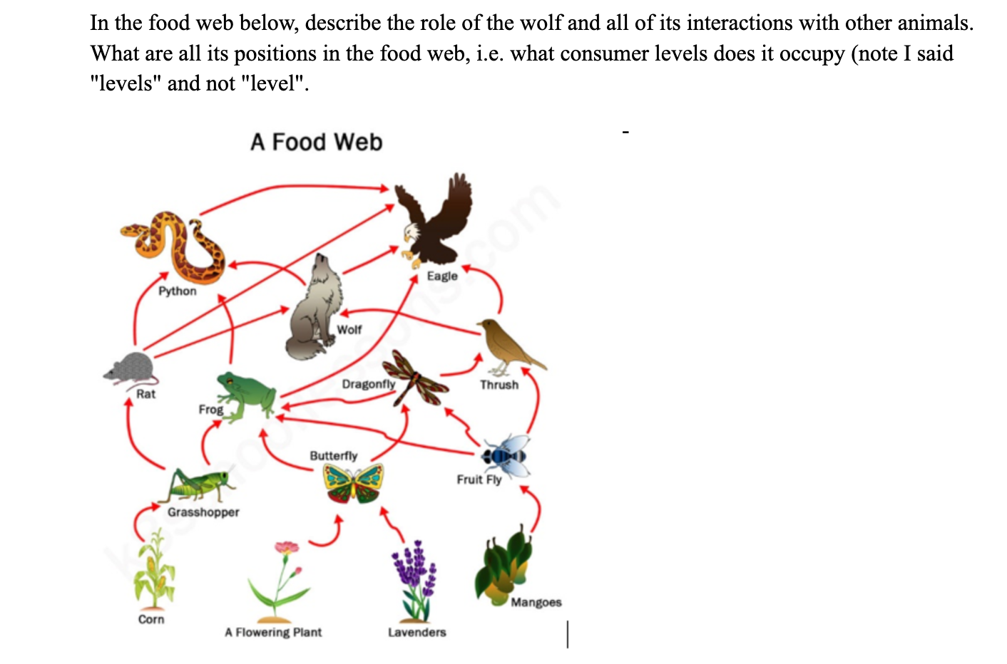Solved In the food web below, describe the role of the wolf | Chegg.com