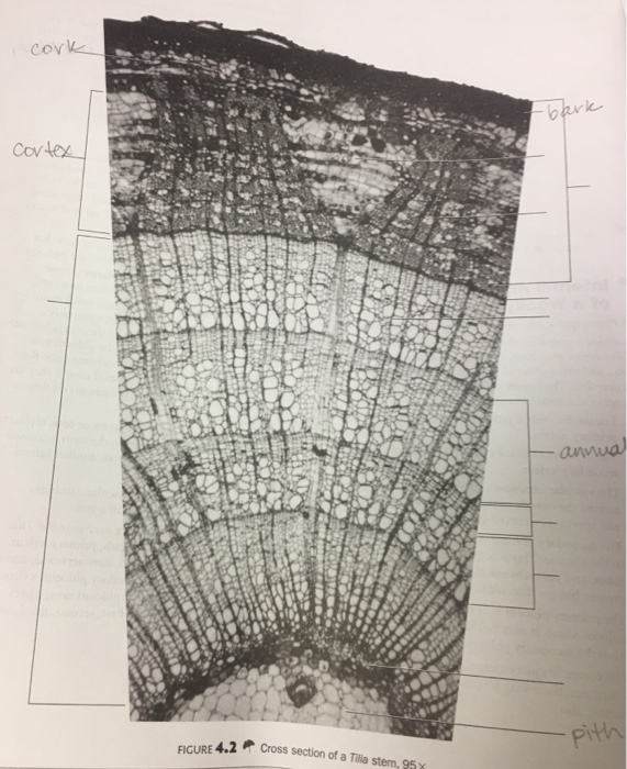 Solved Label image: options...pith, primary xylem, secondary | Chegg.com