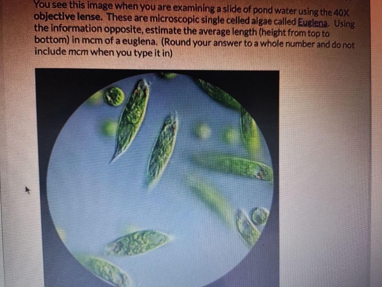 Euglena Under Microscope 40x
