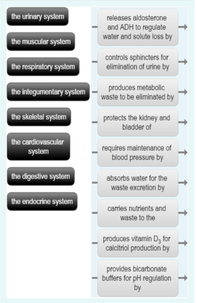 Urinary System Concept Map