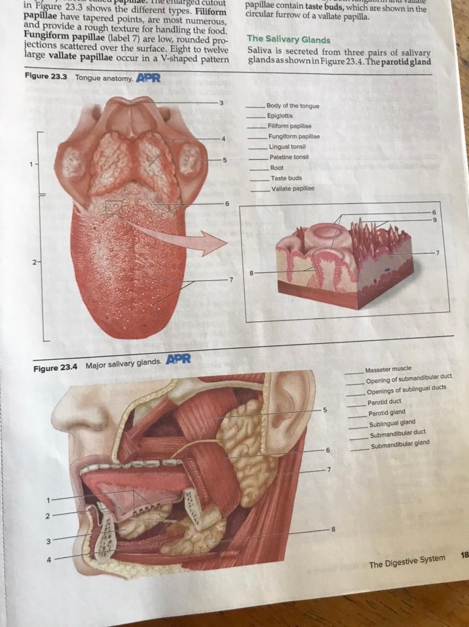 In Figure 23 3 Shows The Different Types Filiform Chegg