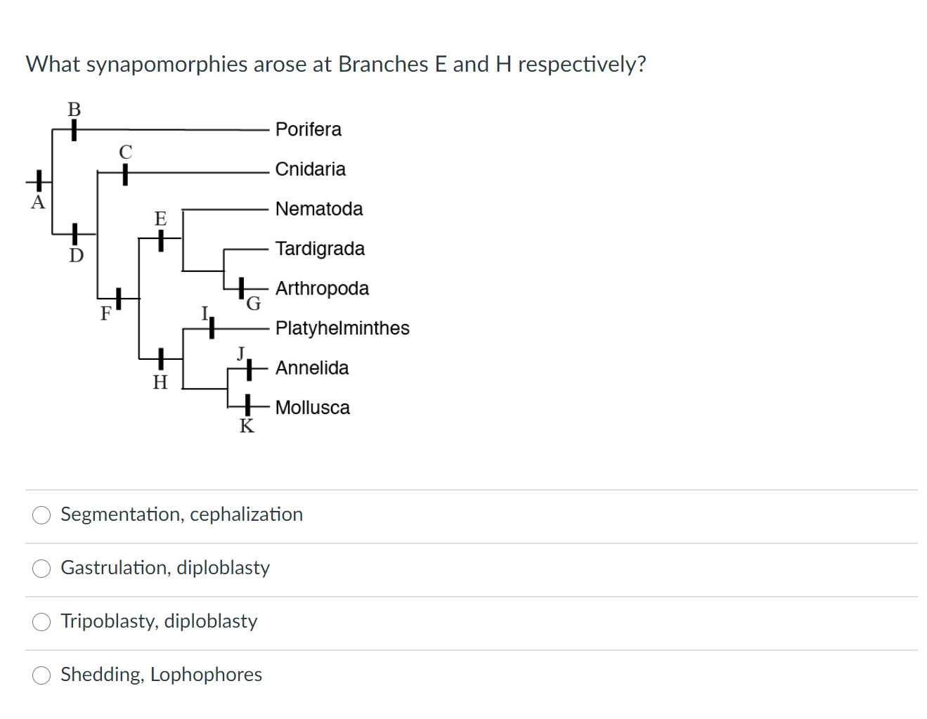 Solved What synapomorphies arose at Branches E and H | Chegg.com