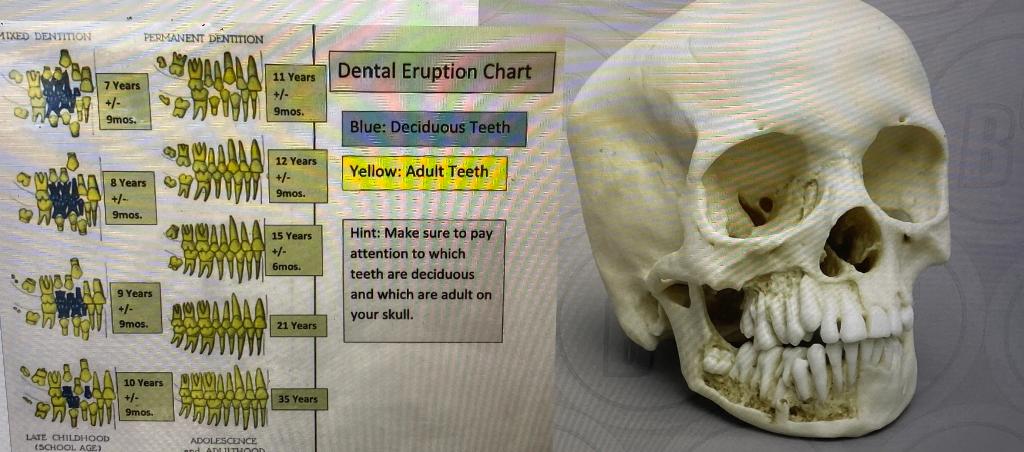 Solved A forensic anthropologist estimated this child's | Chegg.com