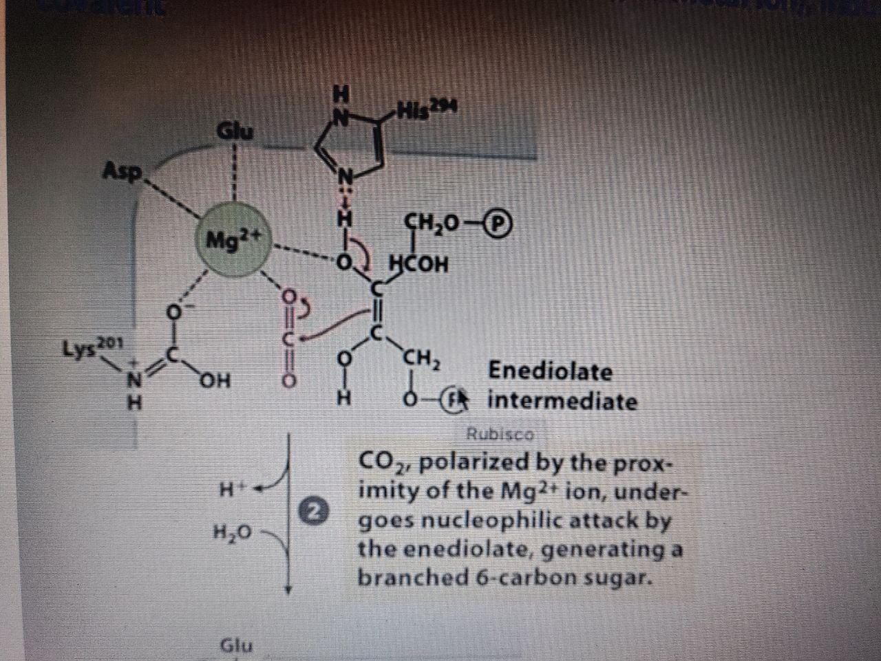 Solved His Asp Mg2+ CH20- HCOH 0 Lys201 CH2 Enediolate OH de | Chegg.com
