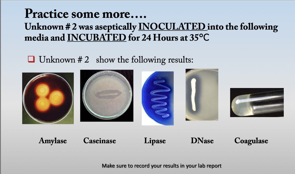 Solved Practice some more.... Unknown #2 was aseptically | Chegg.com