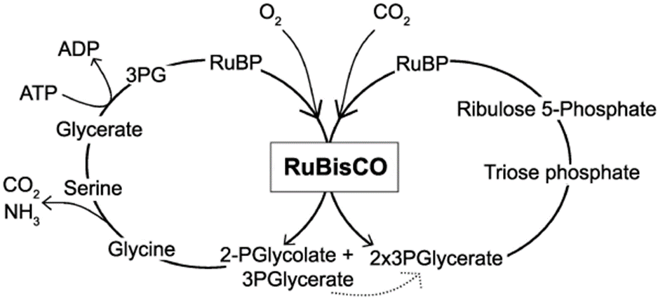 Solved 7. Use the following diagram, which represents two | Chegg.com