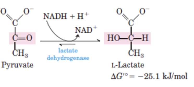 Solved The figure above shows the reaction from pyruvate to | Chegg.com