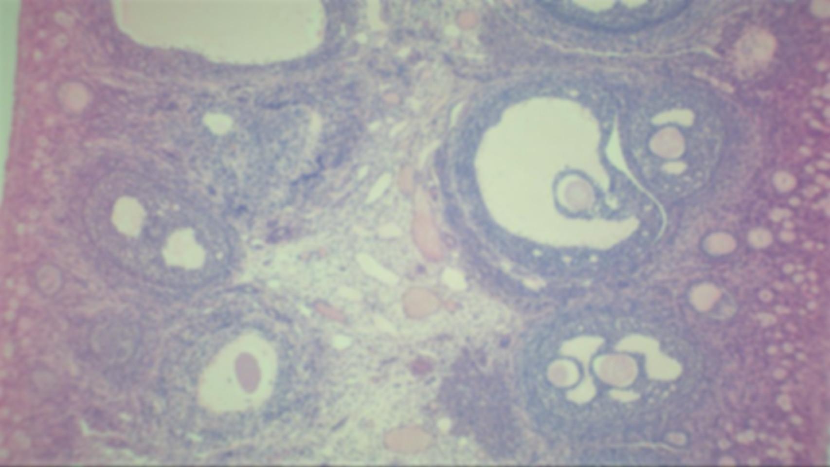 I need help identifying this slide: We are supposed | Chegg.com