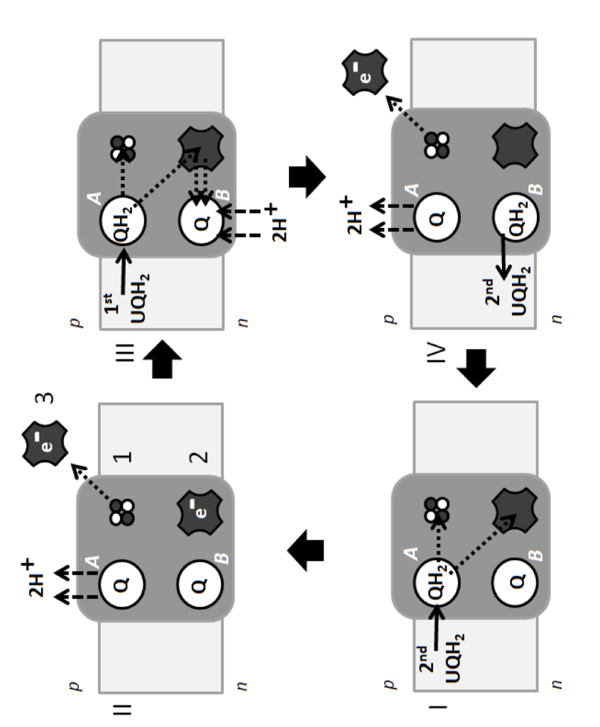 Solved Above is a simplified diagram of the Q cycle What | Chegg.com
