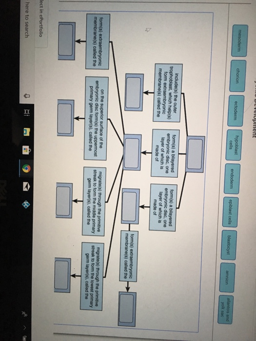 Solved form ) called the of the streak to form the middle | Chegg.com