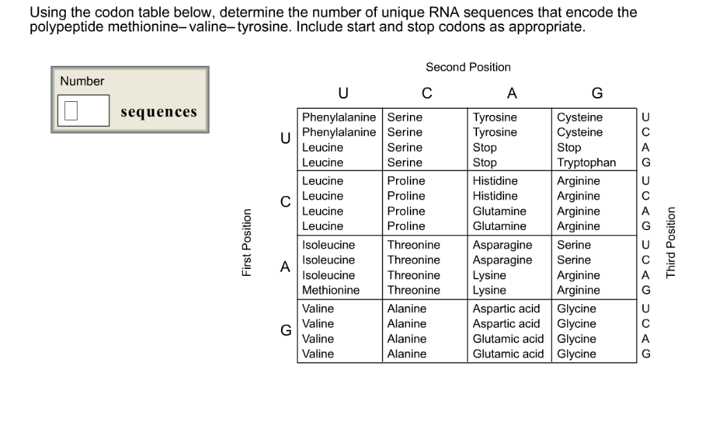 Solved Using the codon table below, determine the number of | Chegg.com