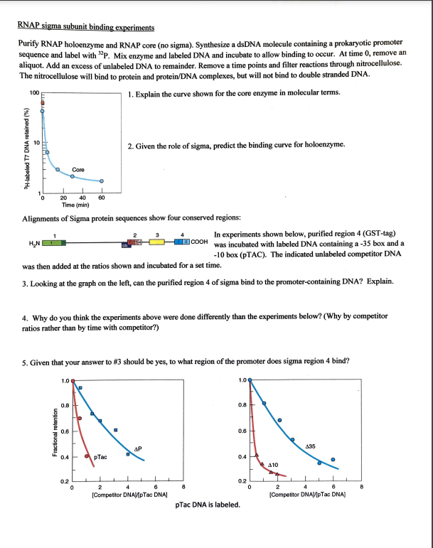 RNAP sigma subunit binding experiments Purify RNAP | Chegg.com