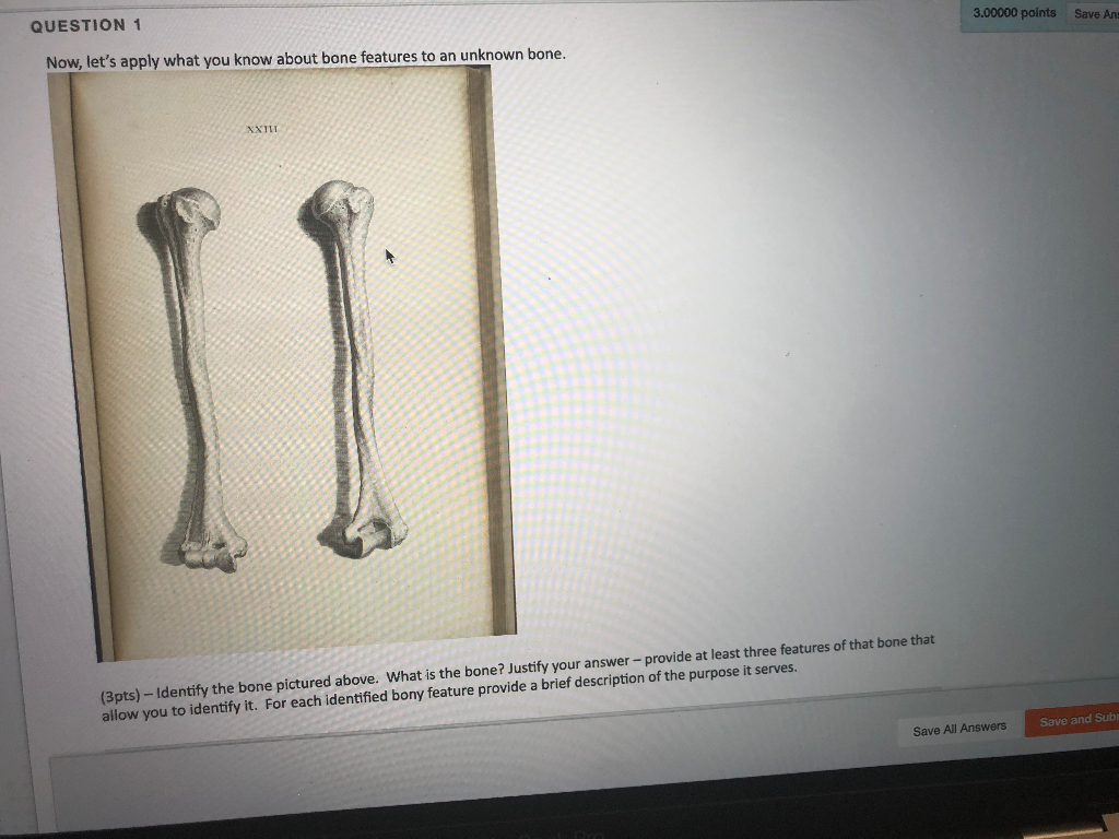Solved Now, let's apply what you know about bone features to | Chegg.com