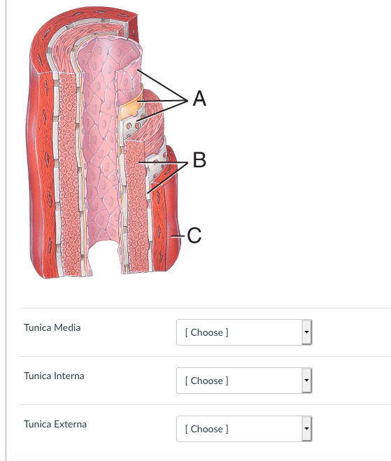 Solved A B -C Tunica Media [Choose ] Tunica Interna [Choose | Chegg.com