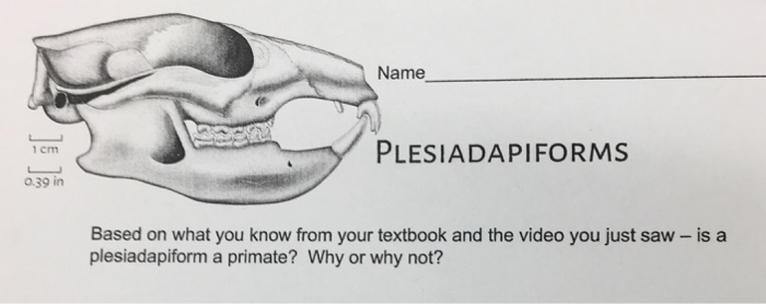 Solved Name PLESIADAPIFORMS 1 cm 0.39 in Based on what you | Chegg.com