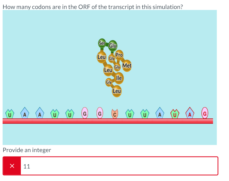Solved How many codons are in the ORF of the transcript in | Chegg.com